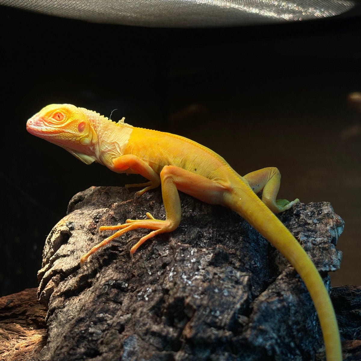 Reptile - Londonderry, NH - Hudson, NH - Tewksbury MA - Pets Plus